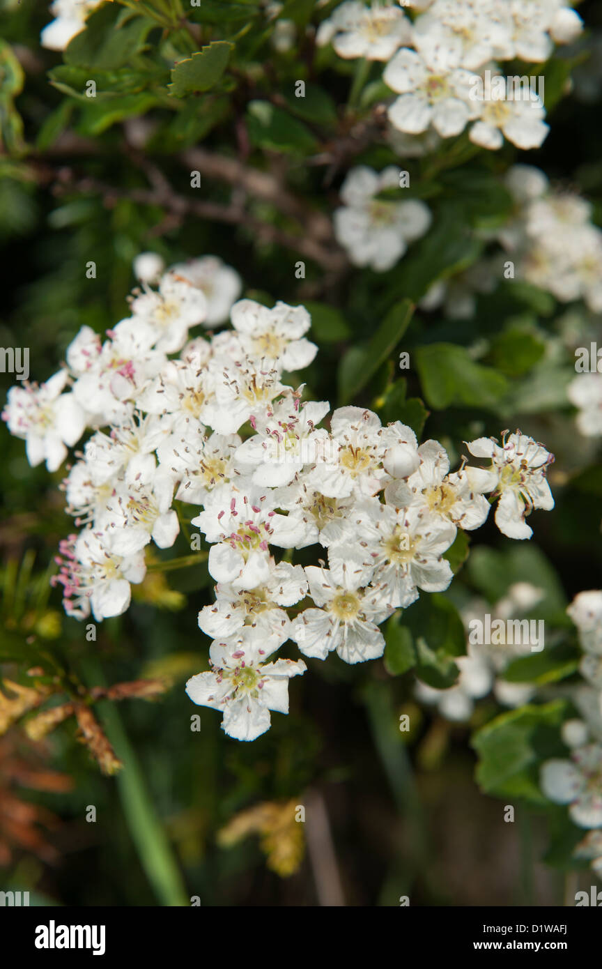 Hawthorn blossom spring hi-res stock photography and images - Alamy