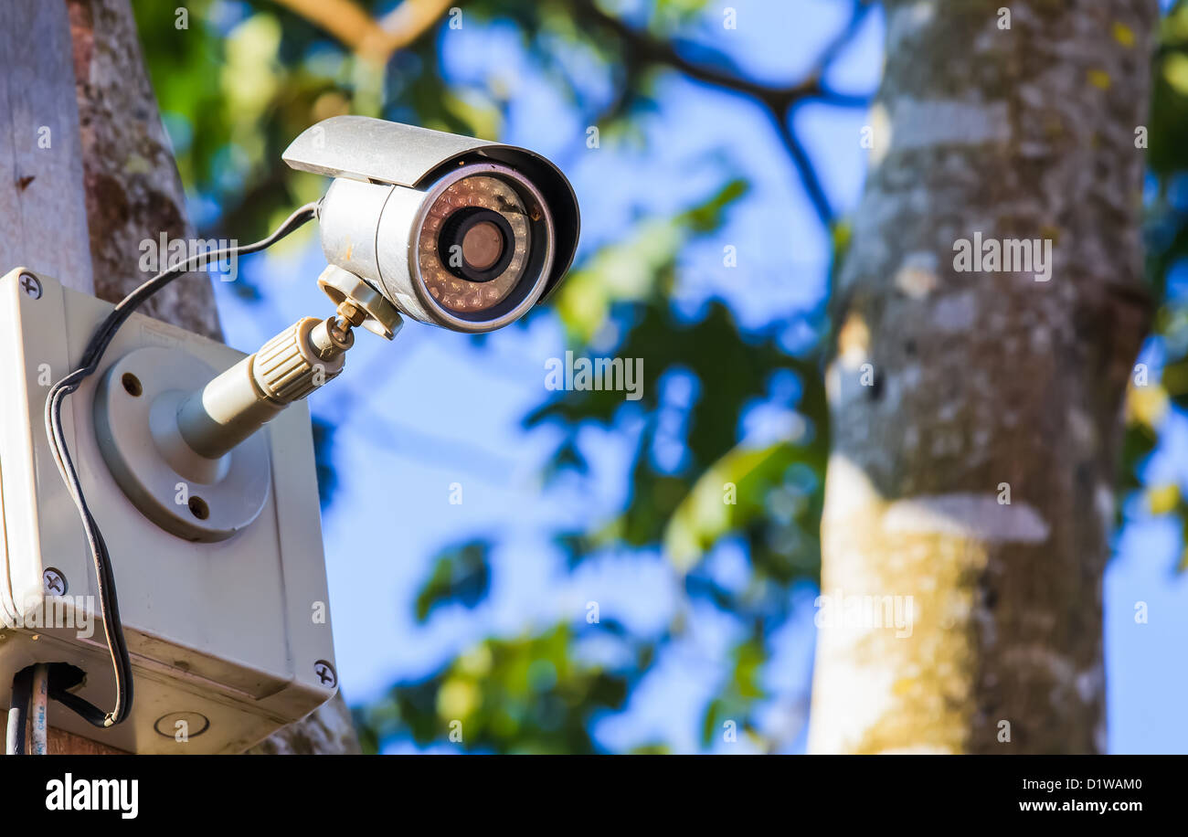 Cctv on the tree hi-res stock photography and images - Alamy