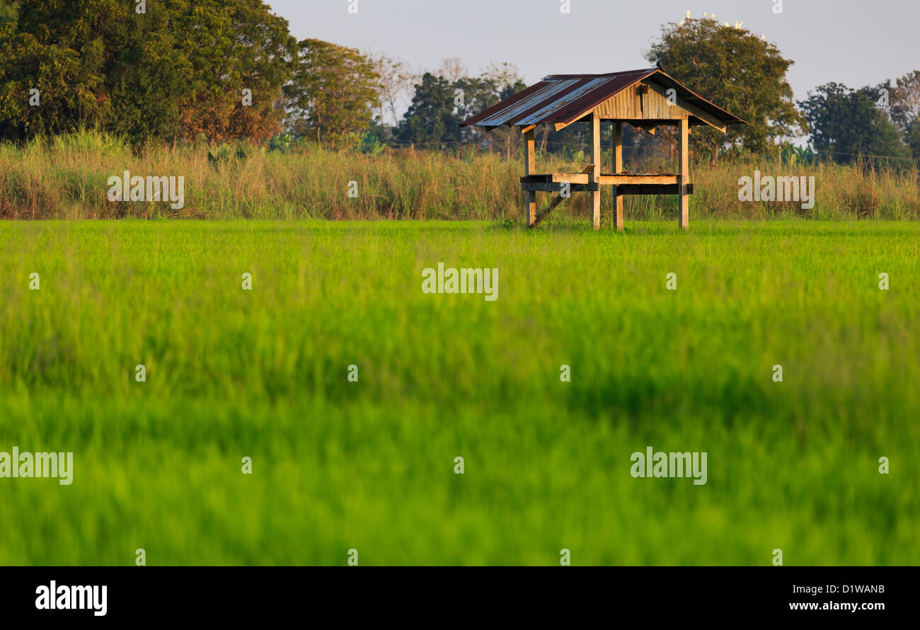 The hut in the paddy rice field in thailand Stock Photo - Alamy