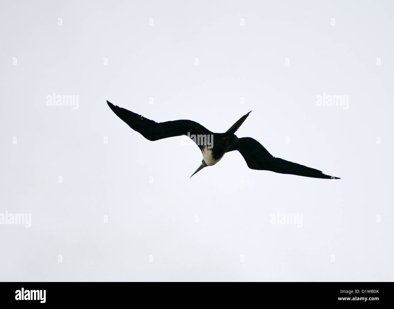 Magnificent frigatebird in flight, Grand Cayman, British West Indies ...