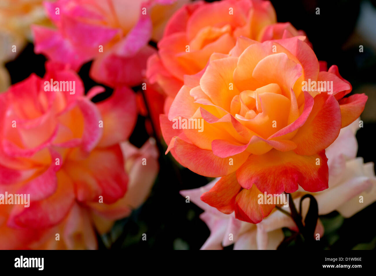 Dual pink roses hi-res stock photography and images - Alamy