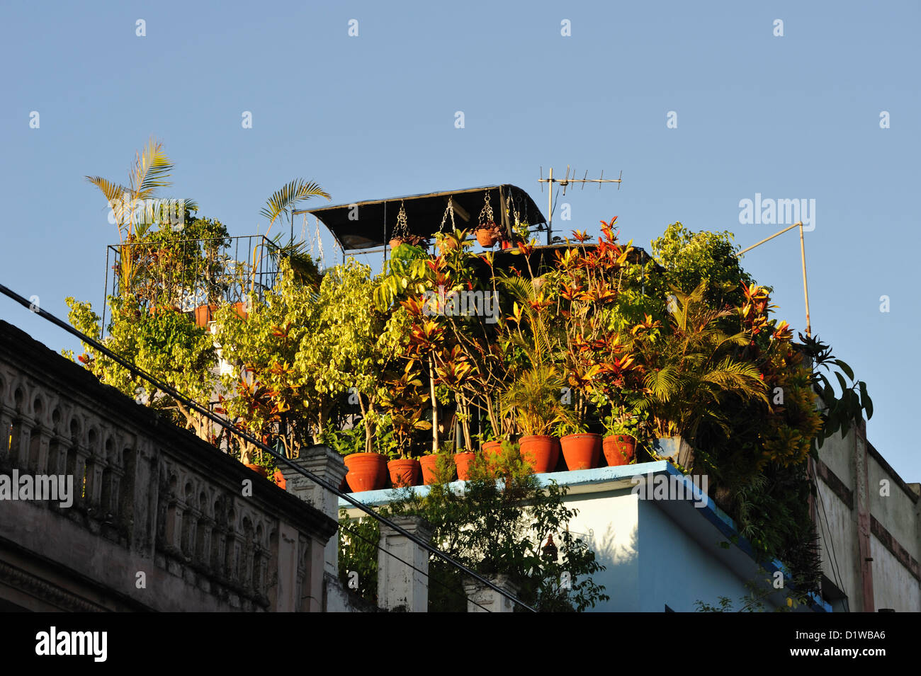 Urban garden cuba hi-res stock photography and images - Alamy