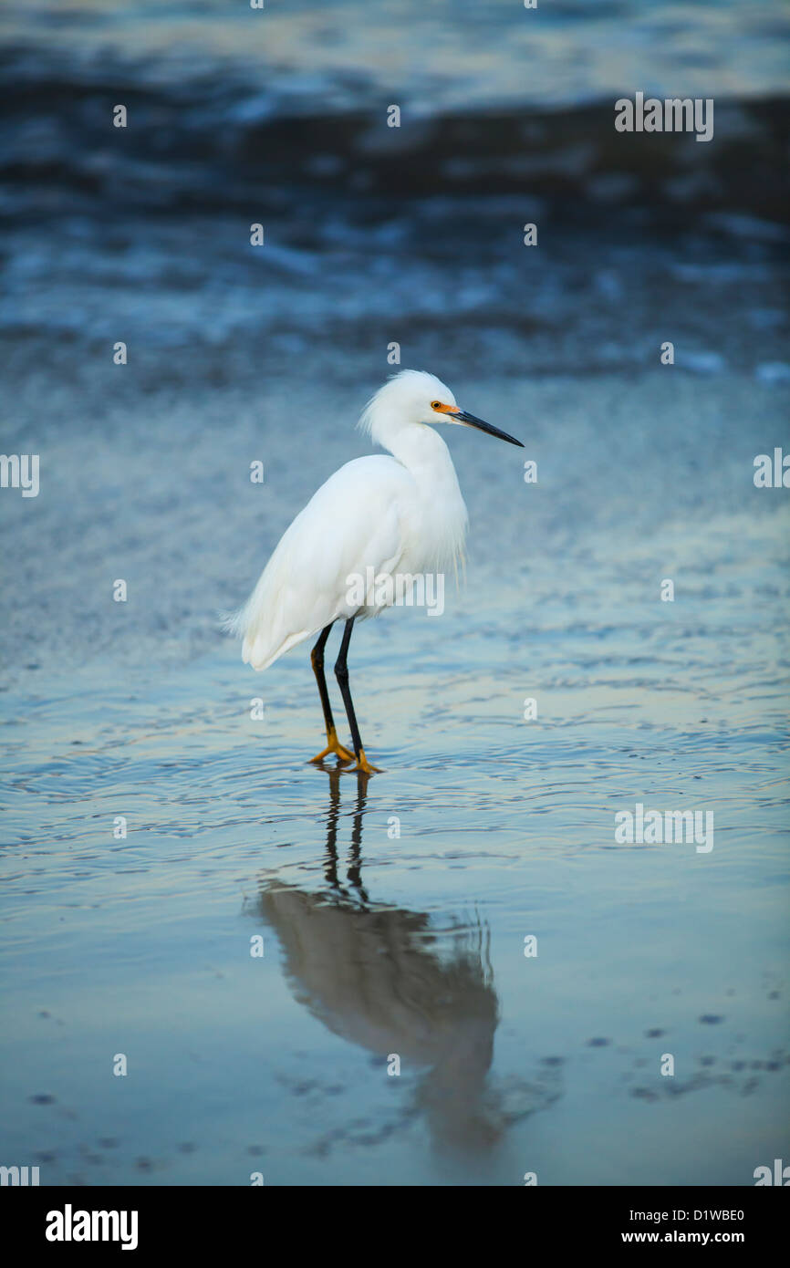 Sand crabs california hi-res stock photography and images - Alamy
