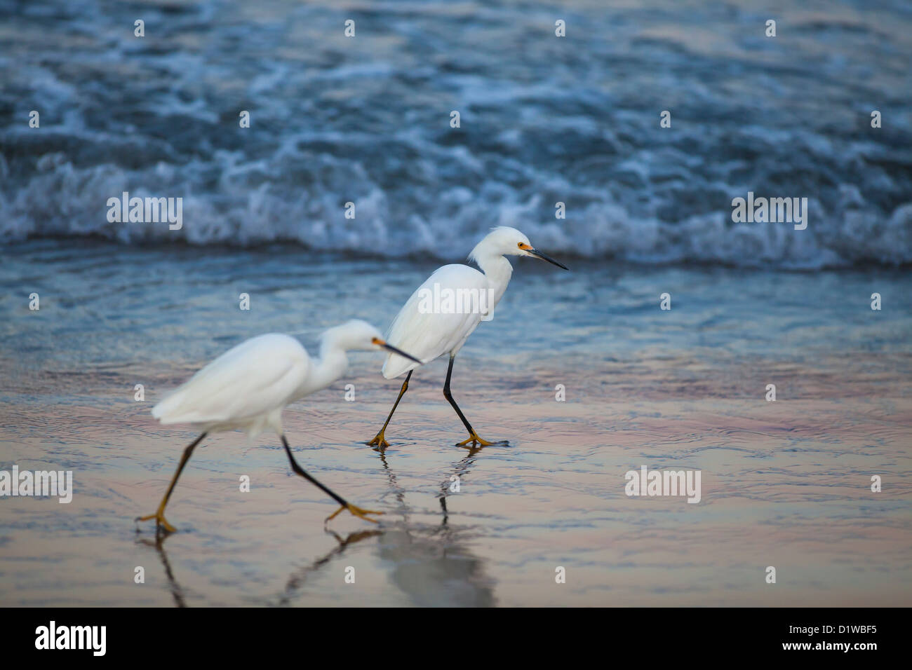 snowy egret, Egretta thula, feeding on sand crabs, sandbar at entrance ...