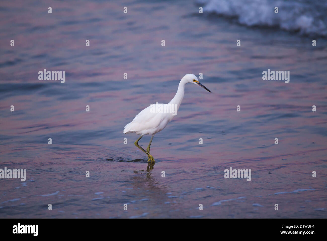 Breeding white snowy egret hi-res stock photography and images - Alamy