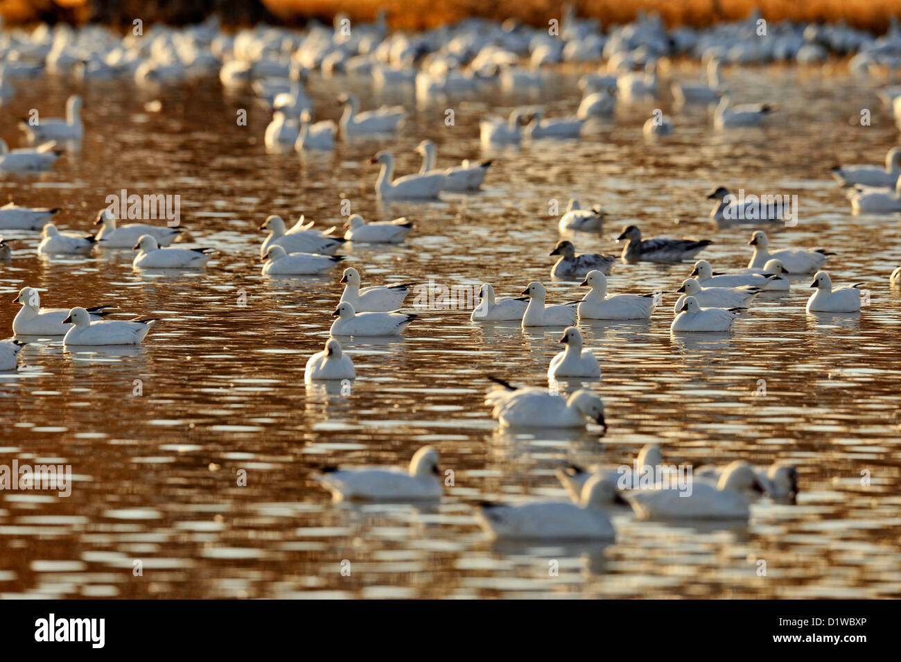 Loafing hi-res stock photography and images - Alamy