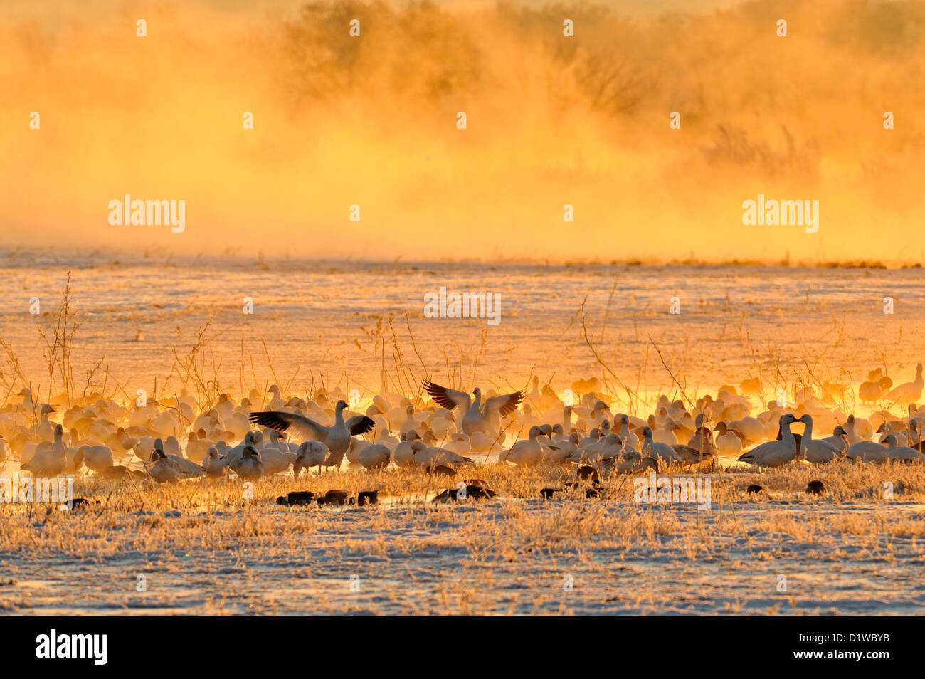 Snow Goose (Chen caerulescens)Roosting flock at dawn, Bosque del Apache ...
