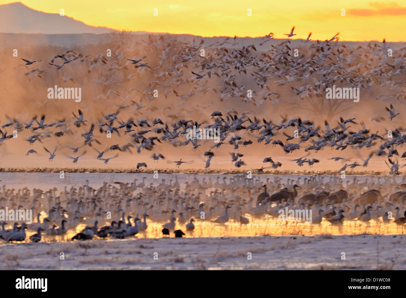 Snow Goose (Chen caerulescens) Flock rising from overnight roosting ...