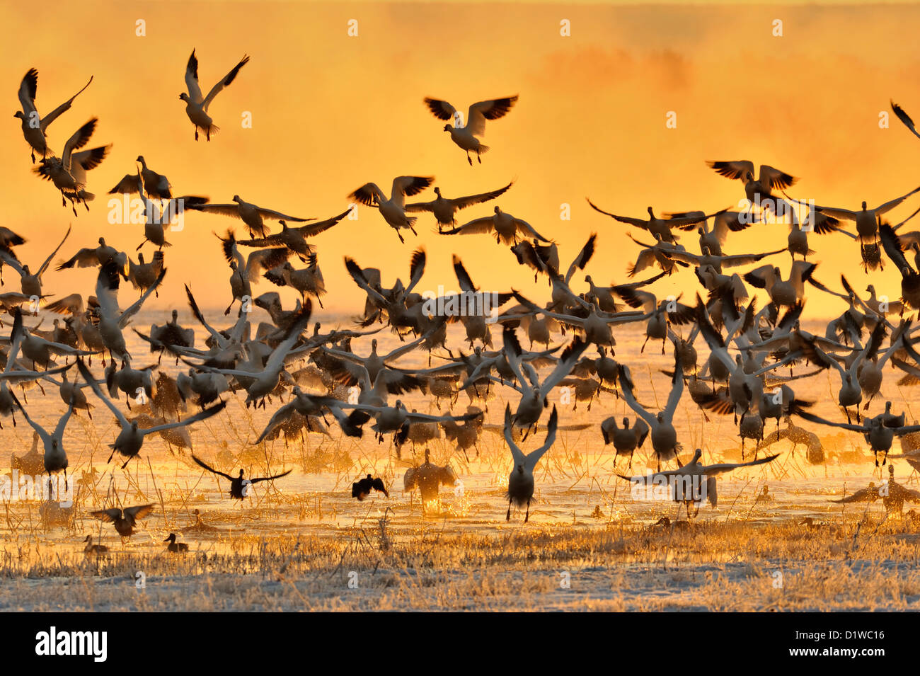 Snow Goose (Chen caerulescens) In flight over roosting ponds, Bosque ...