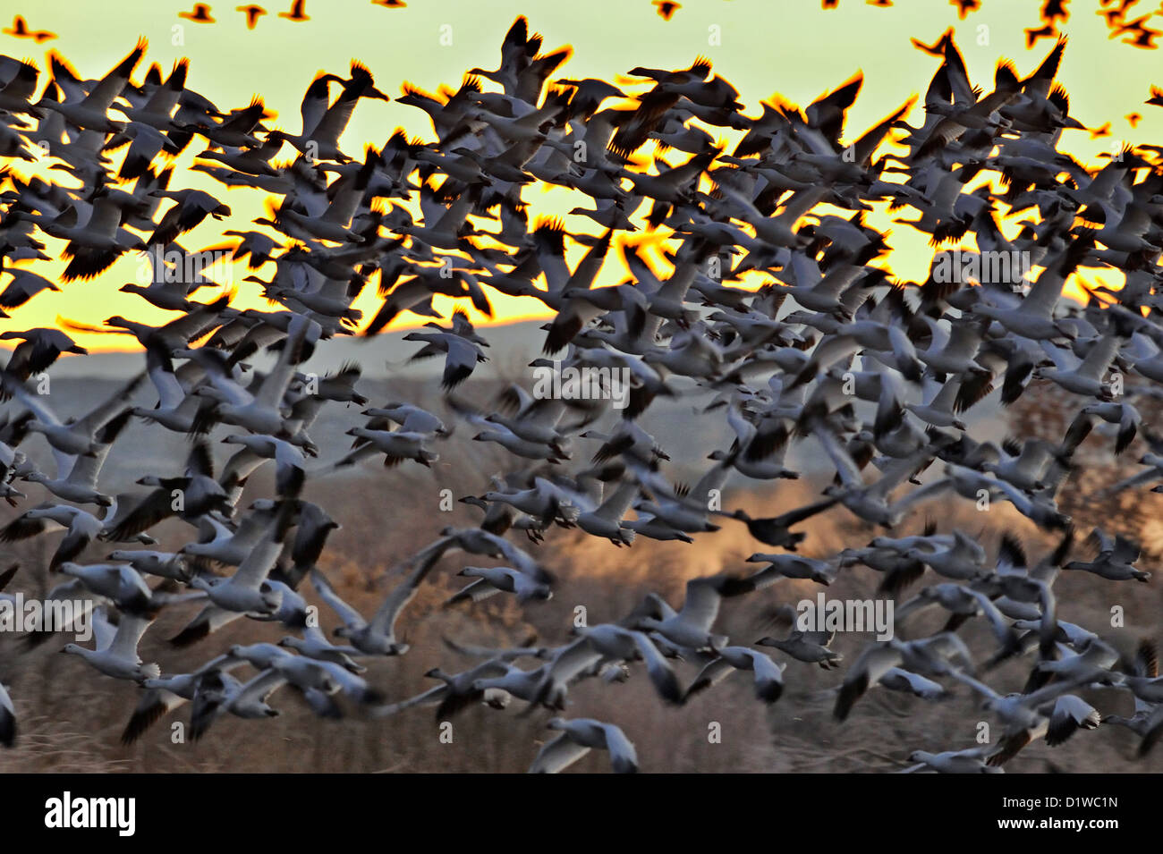 Flock of snow geese rising in flight from roosting ponds at dawn ...
