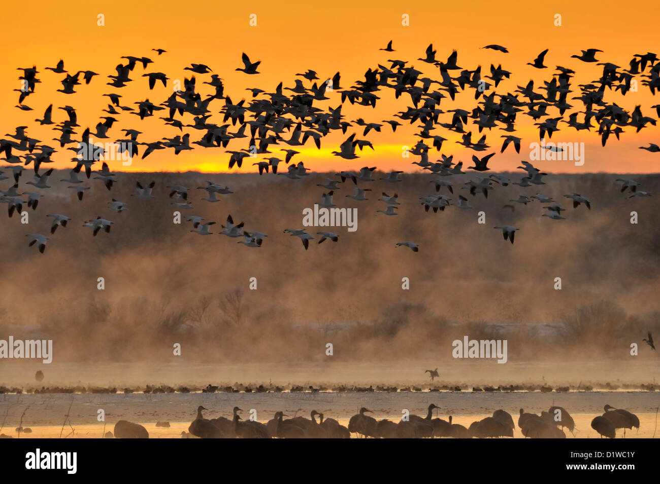 Roosting geese hi-res stock photography and images - Alamy