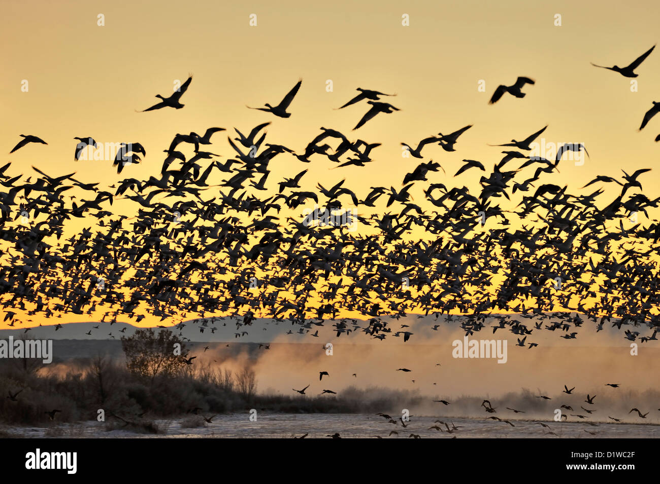 Roosting geese hi-res stock photography and images - Alamy