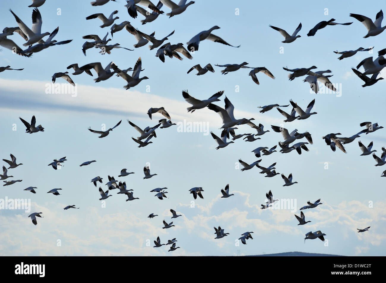 Snow goose flock v formation hi-res stock photography and images - Alamy