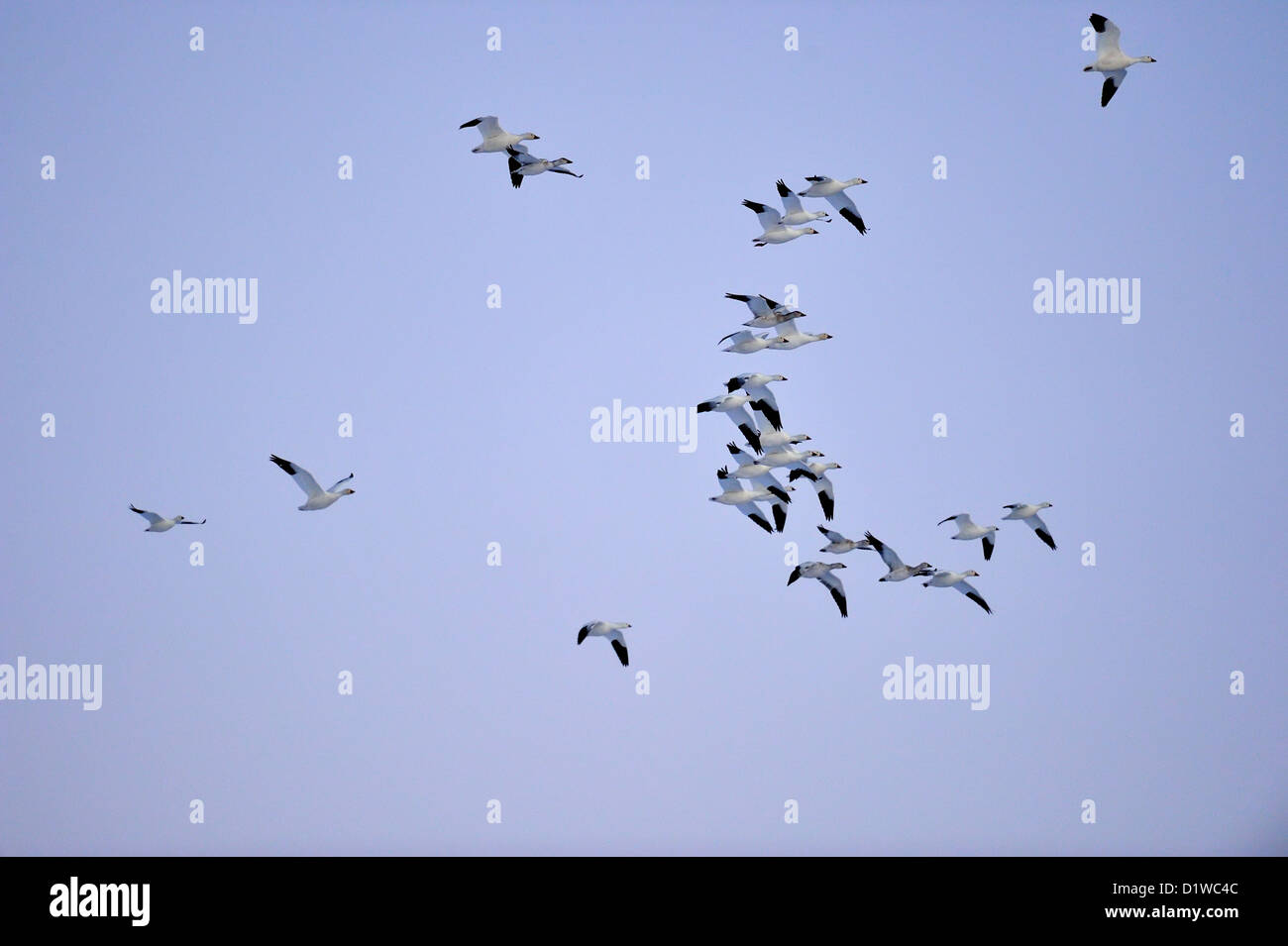 Snow Goose (Chen caerulescens) Flocks in flight returning to overnight ...