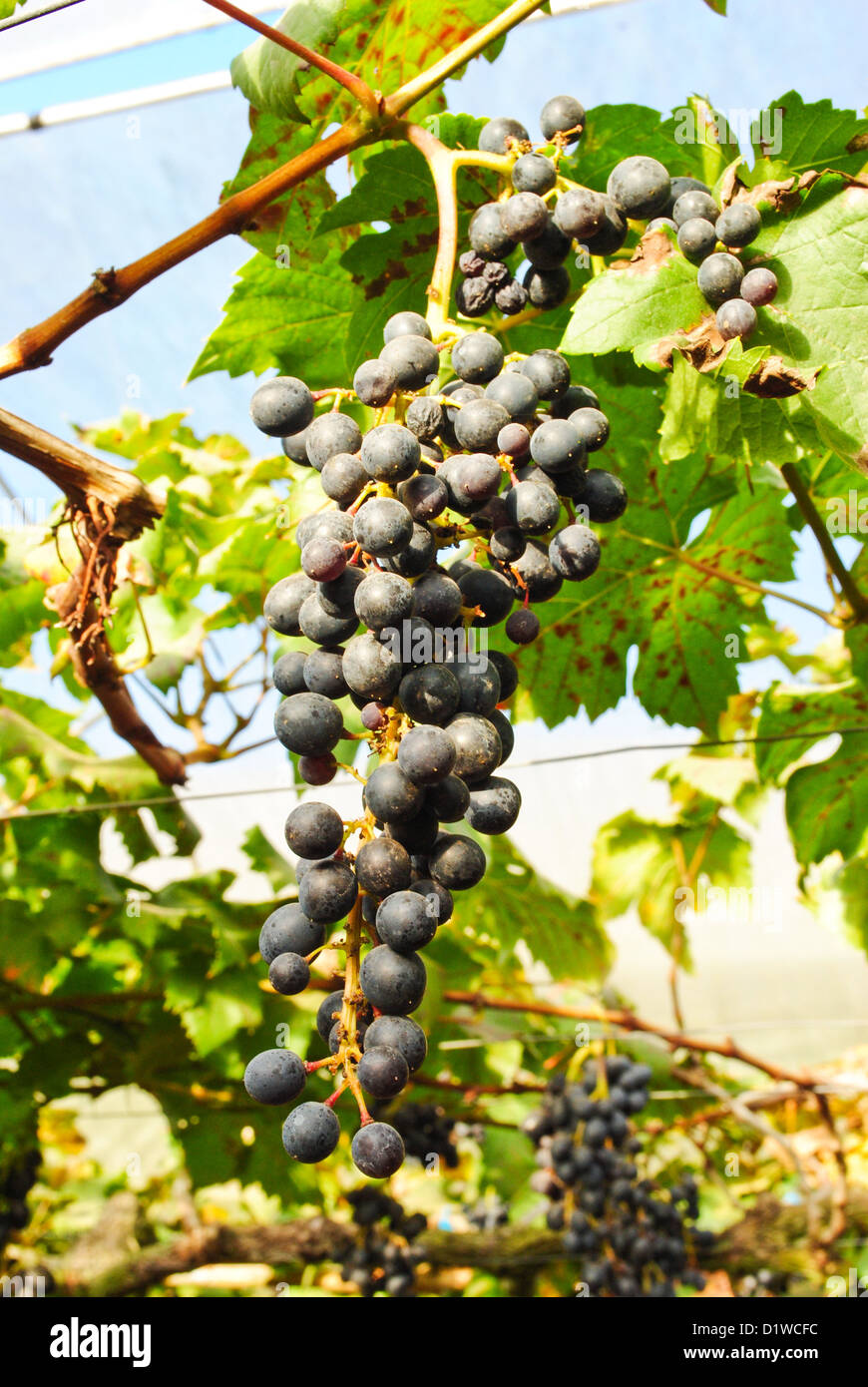 Bunches of fresh grapes Stock Photo - Alamy