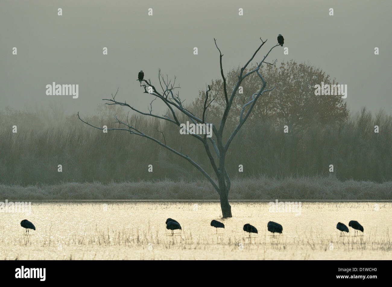 Bald eagle (Haliaeetus leucocephalus) Two adults roosting above ...