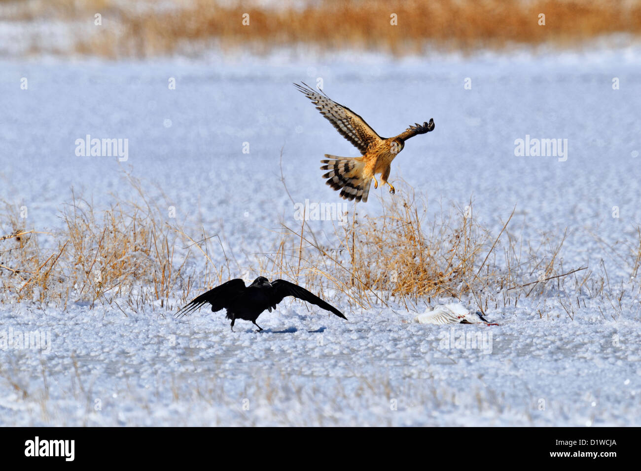 Goose hawk hi-res stock photography and images - Alamy