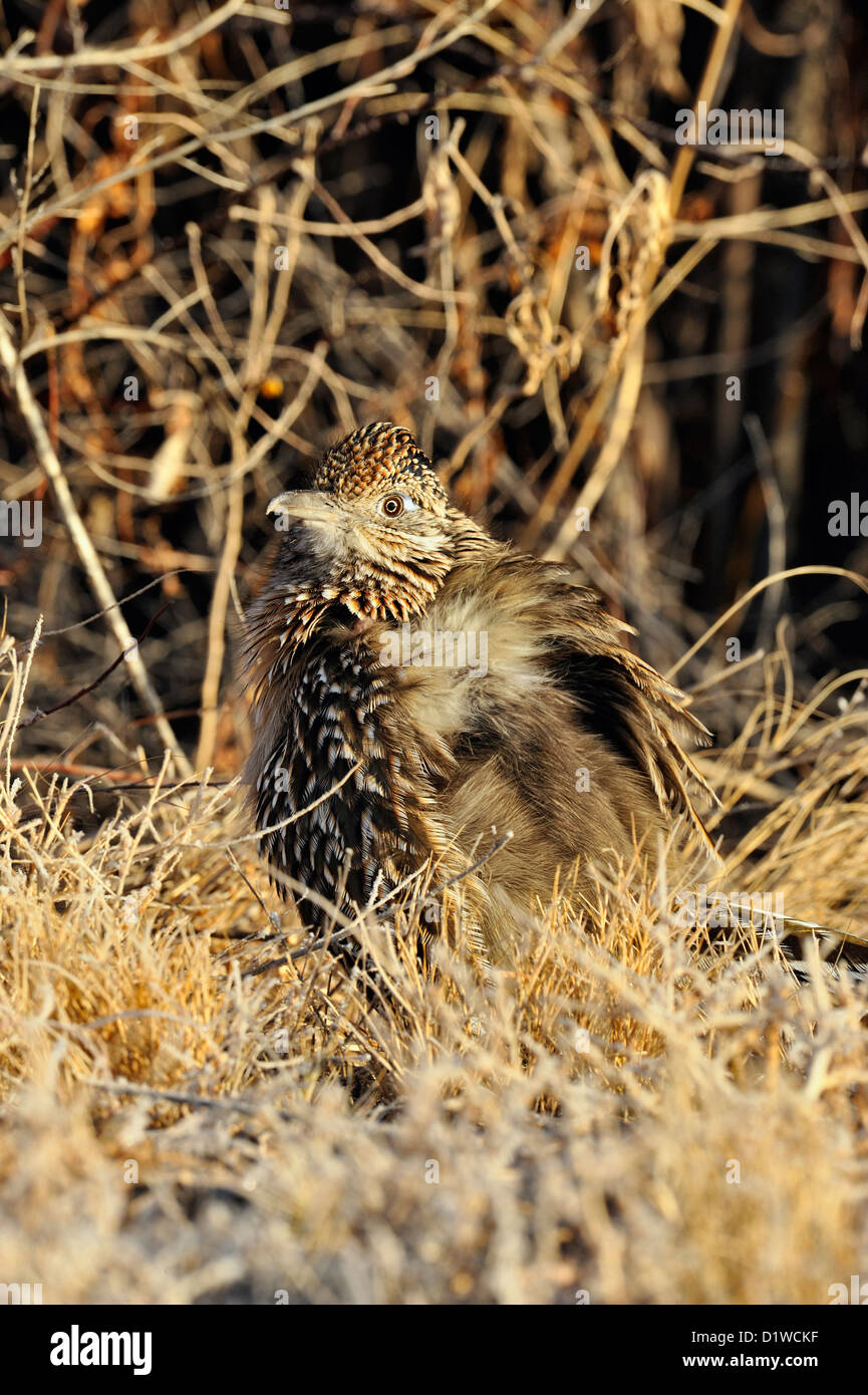 Greater roadrunner mexico hi-res stock photography and images - Alamy