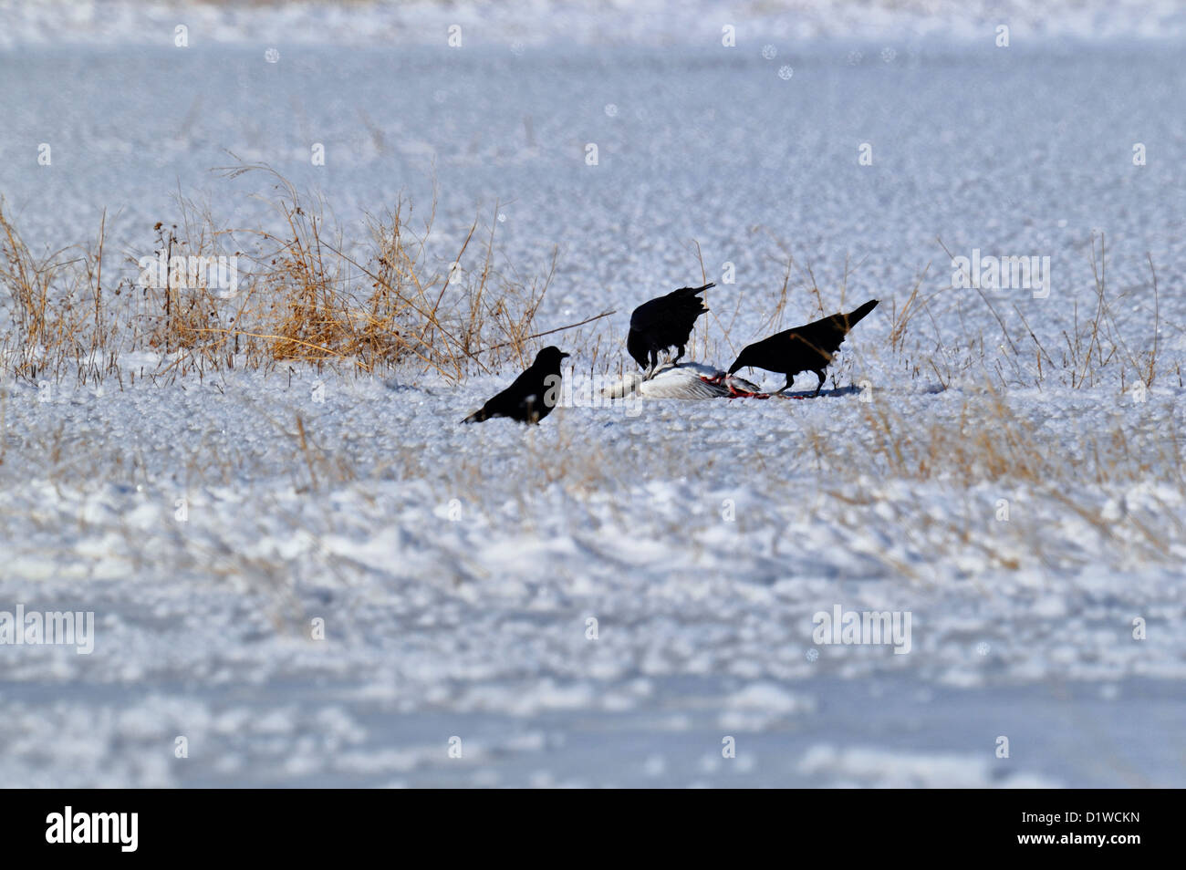 Common raven (Corvus corax) Feeding on goose carcass, Bosque del Apache ...