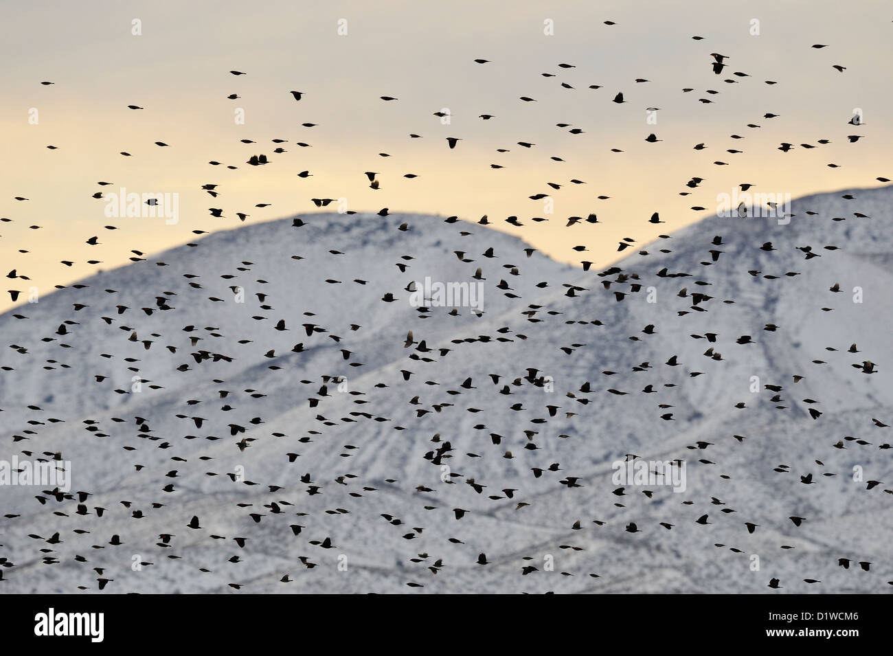 A flock of songbirds (red-wing blackbirds) in flight, Bosque del Apache ...