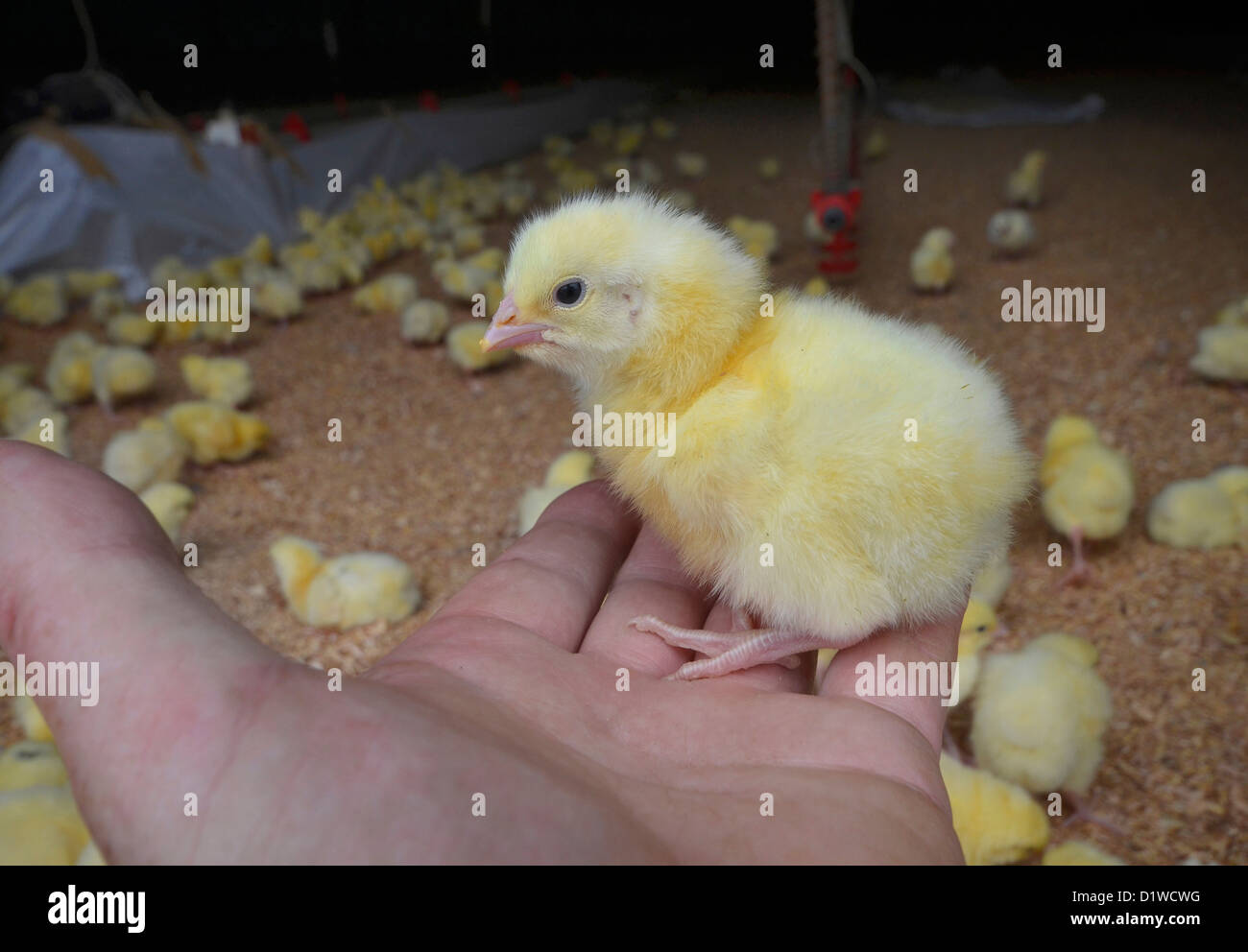 Broiler farm hi-res stock photography and images - Alamy