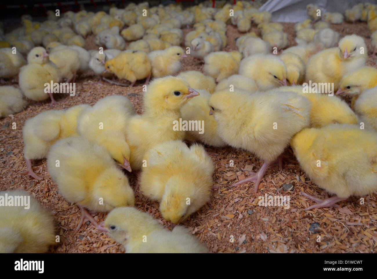 Broiler farm hi-res stock photography and images - Alamy
