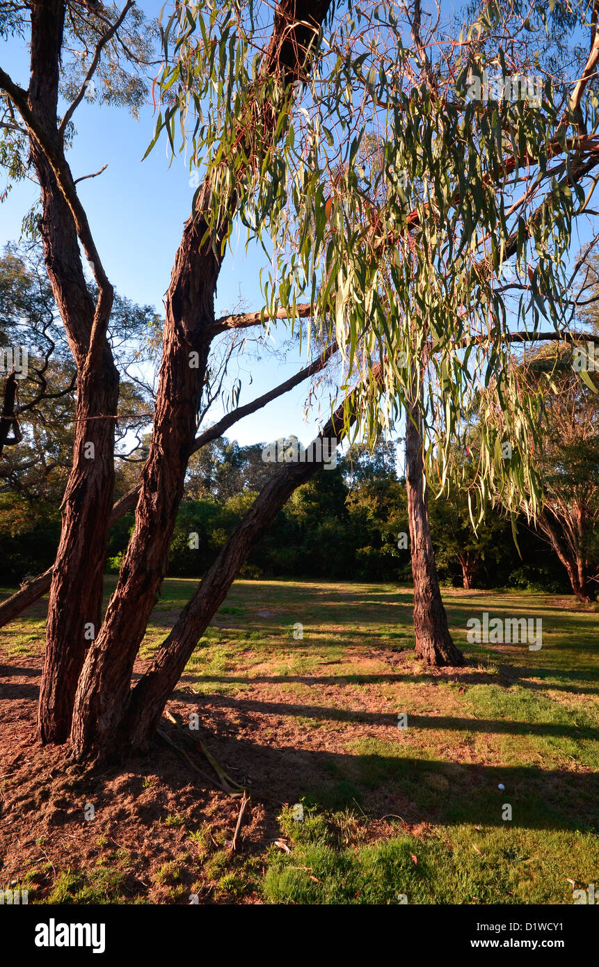 Eucalyptus trees, Victoria, South Australia Stock Photo - Alamy