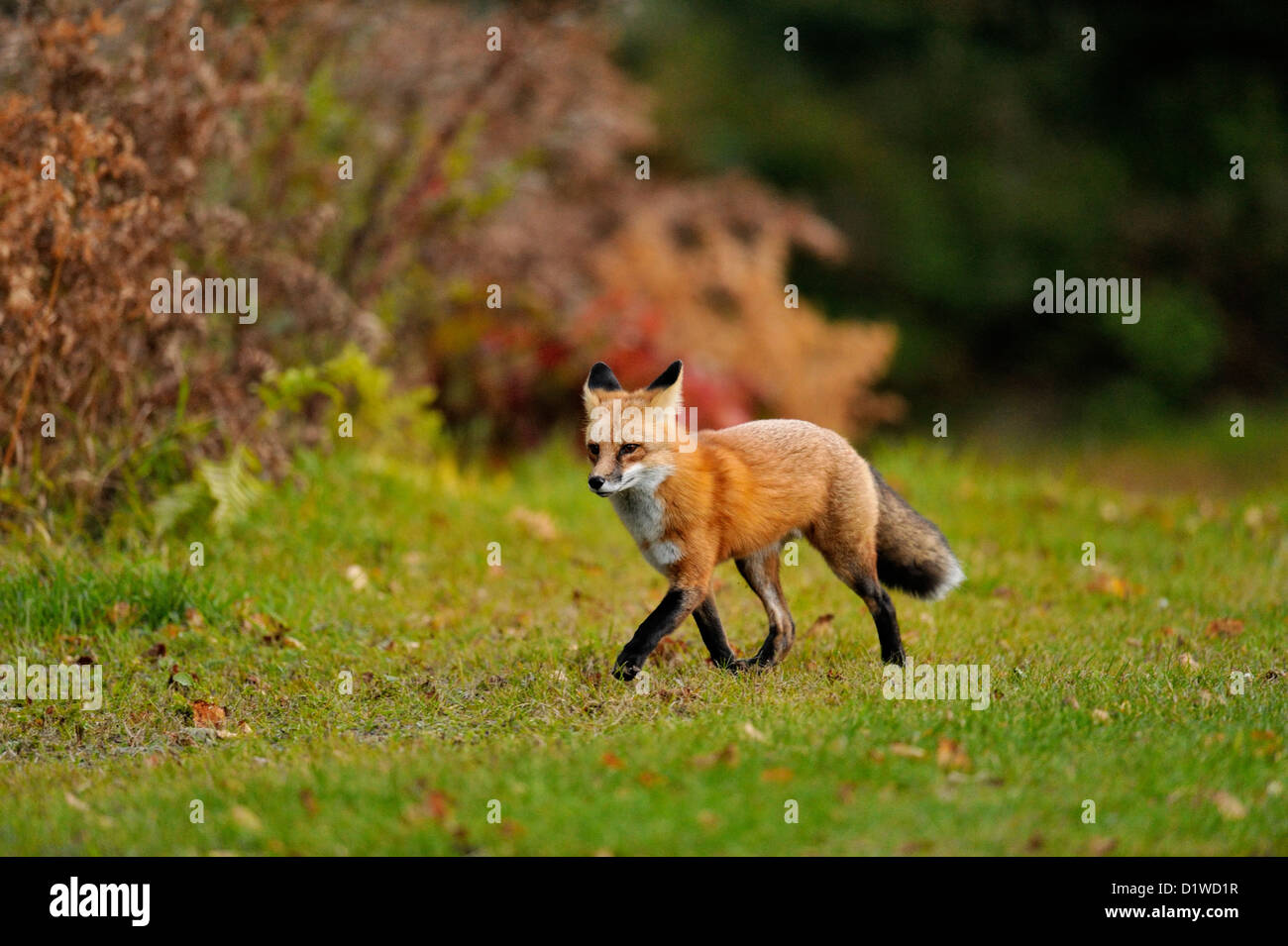 Foxes running hi-res stock photography and images - Alamy