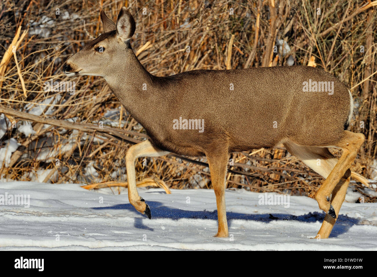 Mule deer (Odocoileus hemionus) Doe, Bosque del Apache NWR, New Mexico ...