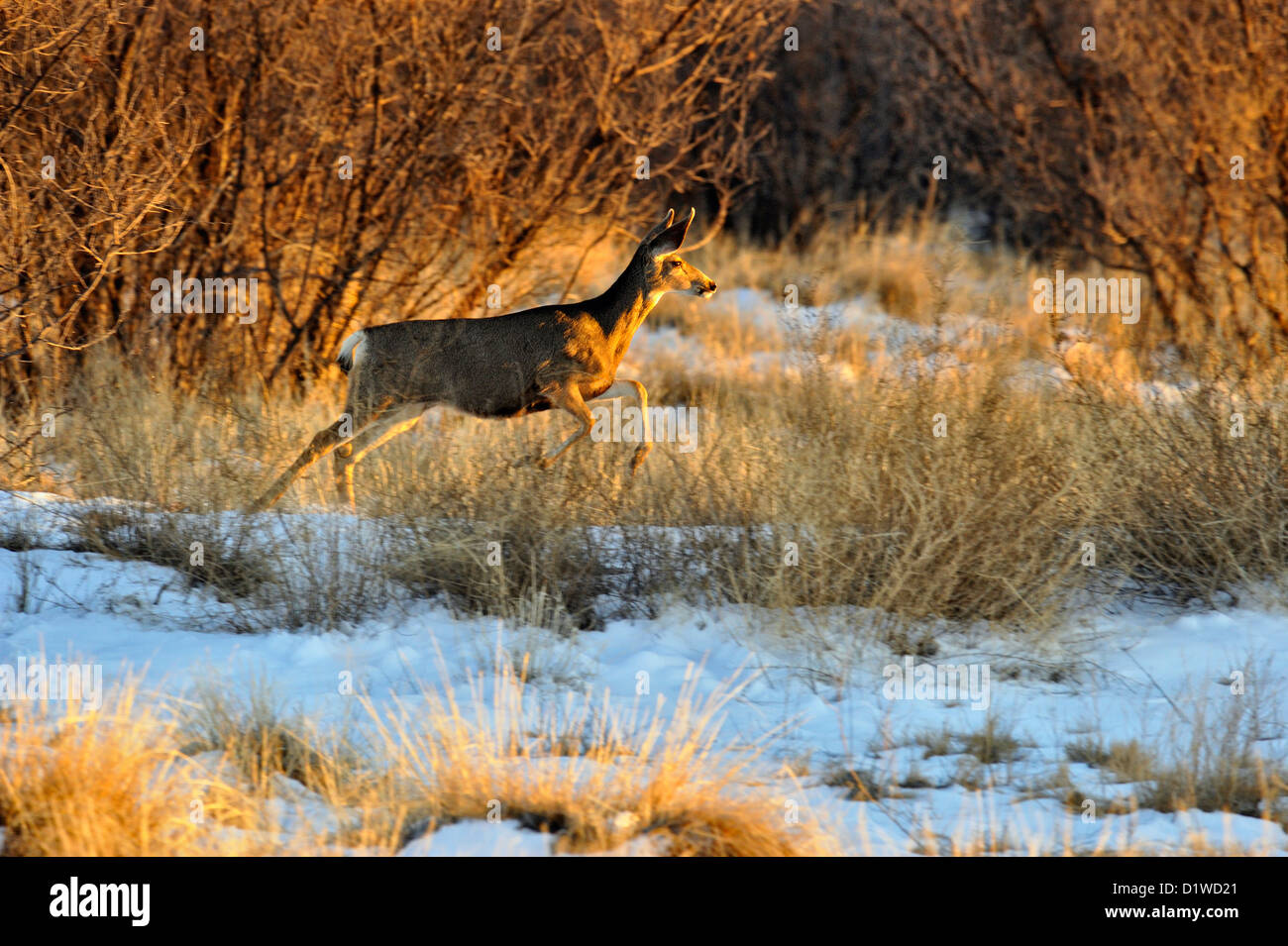 Mule deer (Odocoileus hemionus), Bosque del Apache NWR, New Mexico, USA ...