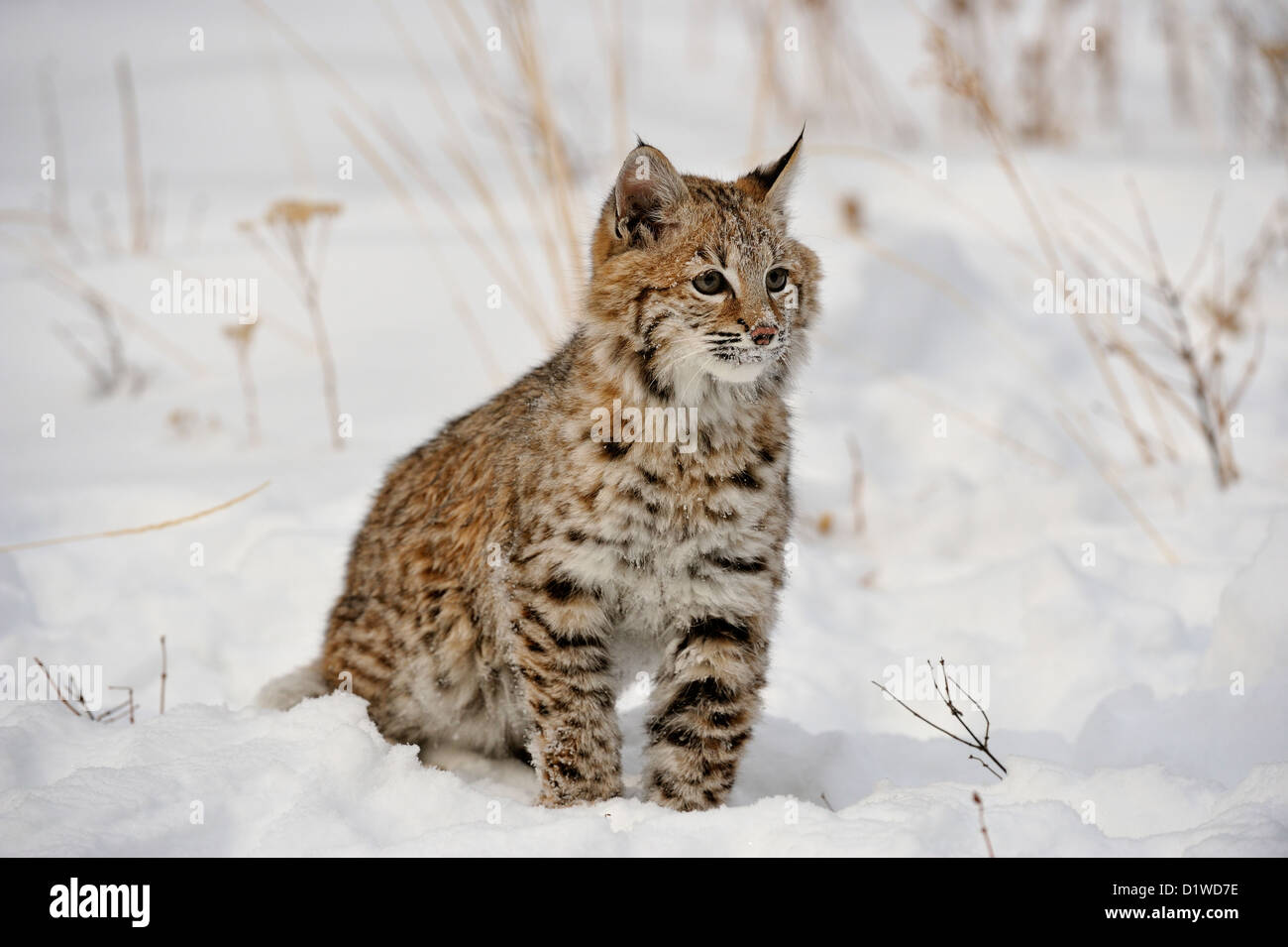 Bobcat (Lynx rufus) Kitten first winter, captive raised specimen ...