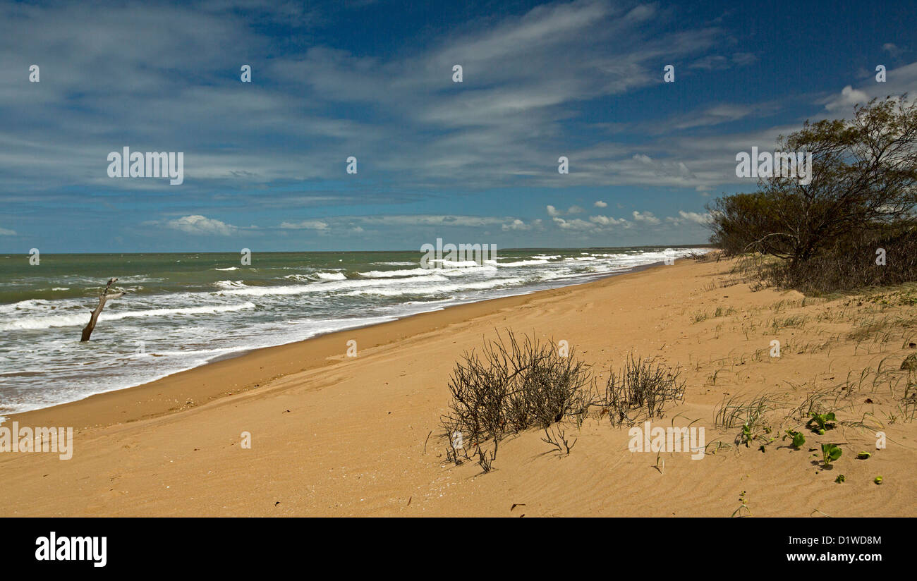 Vast beach with tall dead tree in blue waters of the Pacific Ocean ...