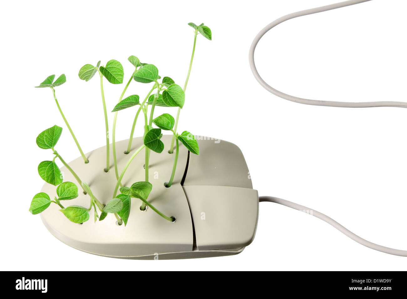 Computer Mouse with Snow Pea Sprouts Stock Photo - Alamy