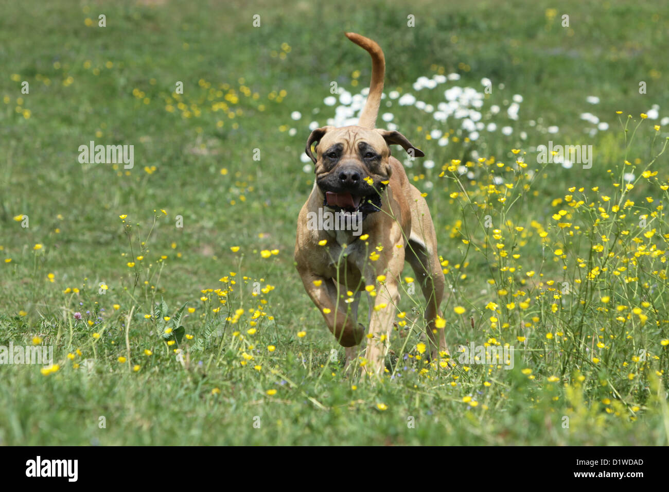Dog Boerboel / Boerbull / South African Mastiff adult running in a ...