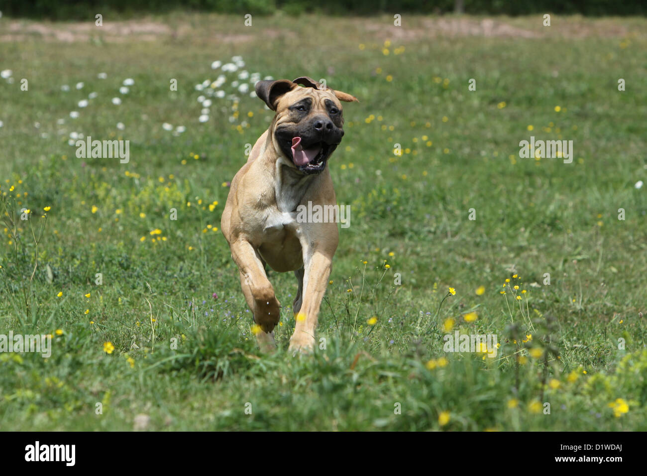 Dog Boerboel / Boerbull / South African Mastiff adult running in a ...