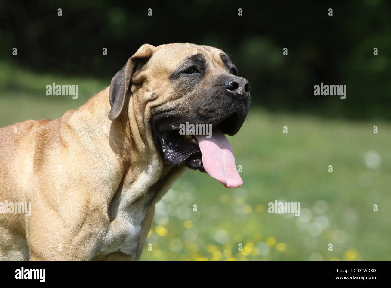 Dog Boerboel / Boerbull / South African Mastiff adult portrait profile ...