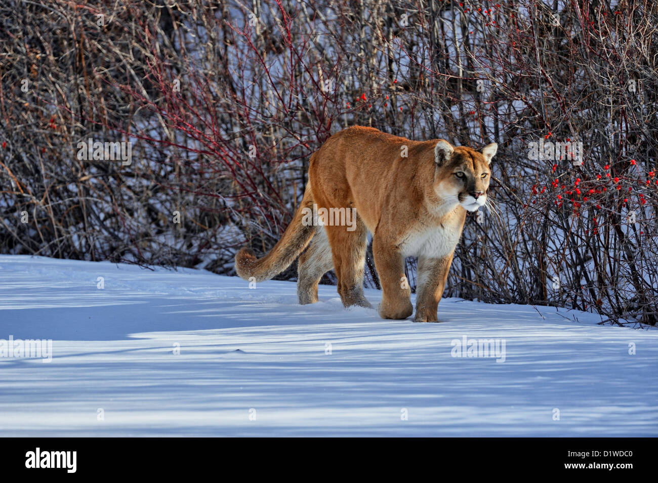 Cougar, Puma, Mountain lion (Puma concolor), captive raised specimen ...