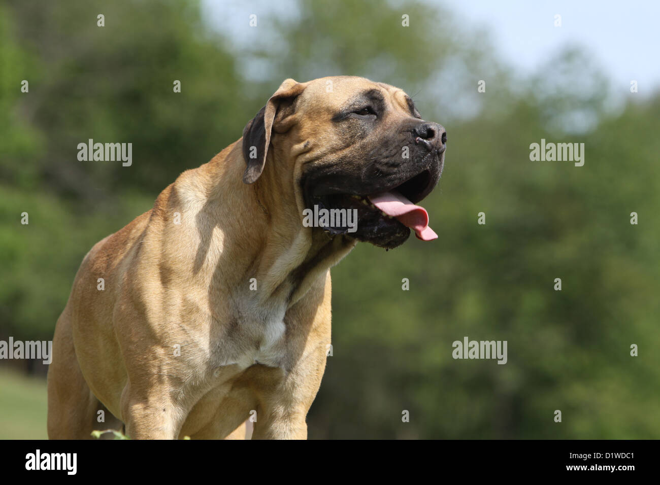 Dog Boerboel / Boerbull / South African Mastiff adult portrait profile ...