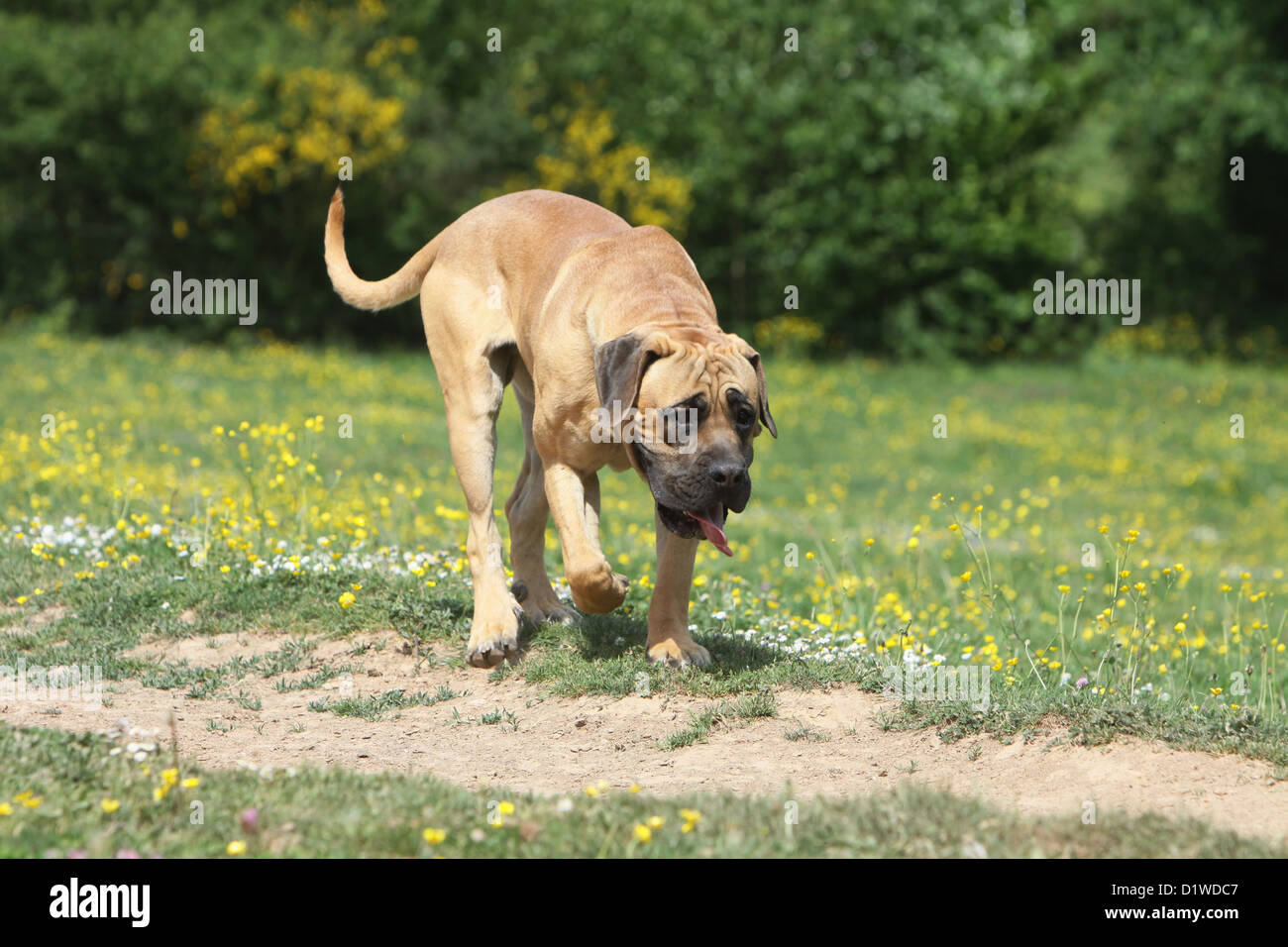 Dog Boerboel / Boerbull / South African Mastiff adult walking in a ...
