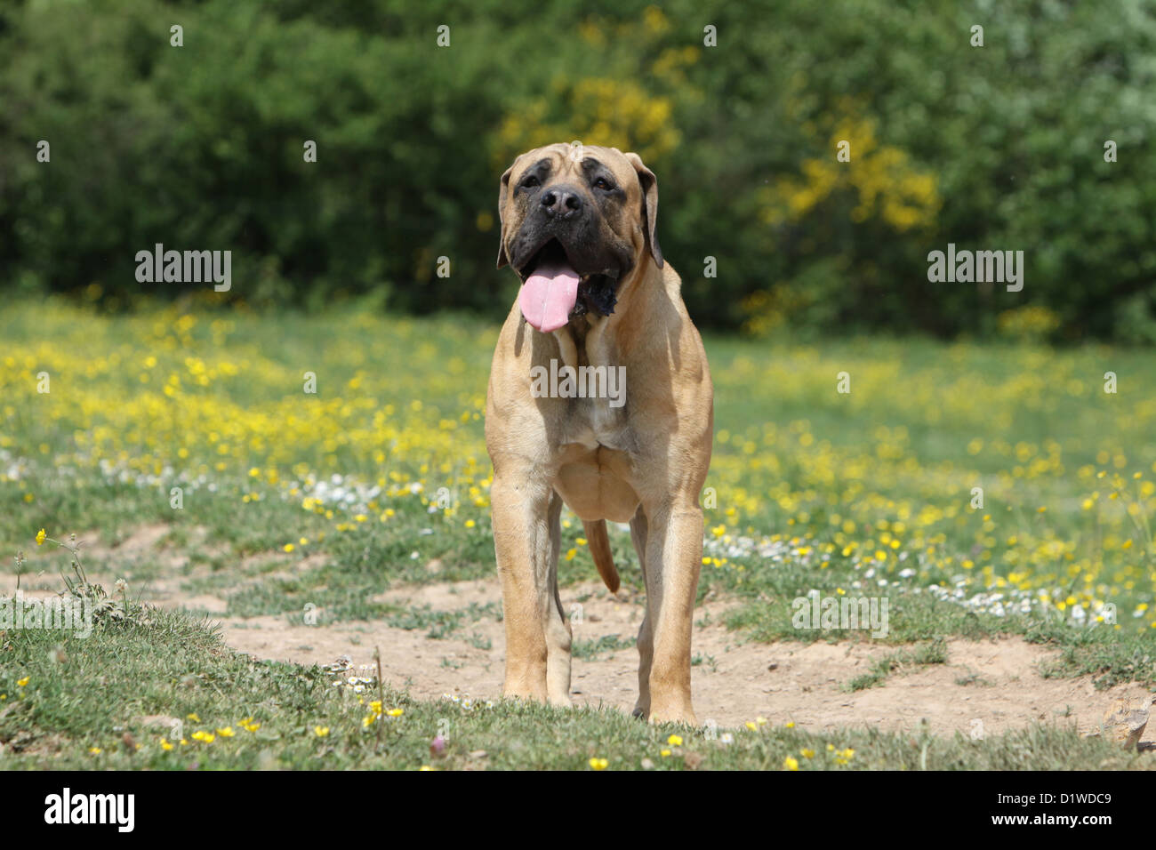 Dog Boerboel / Boerbull / South African Mastiff adult standing Stock ...