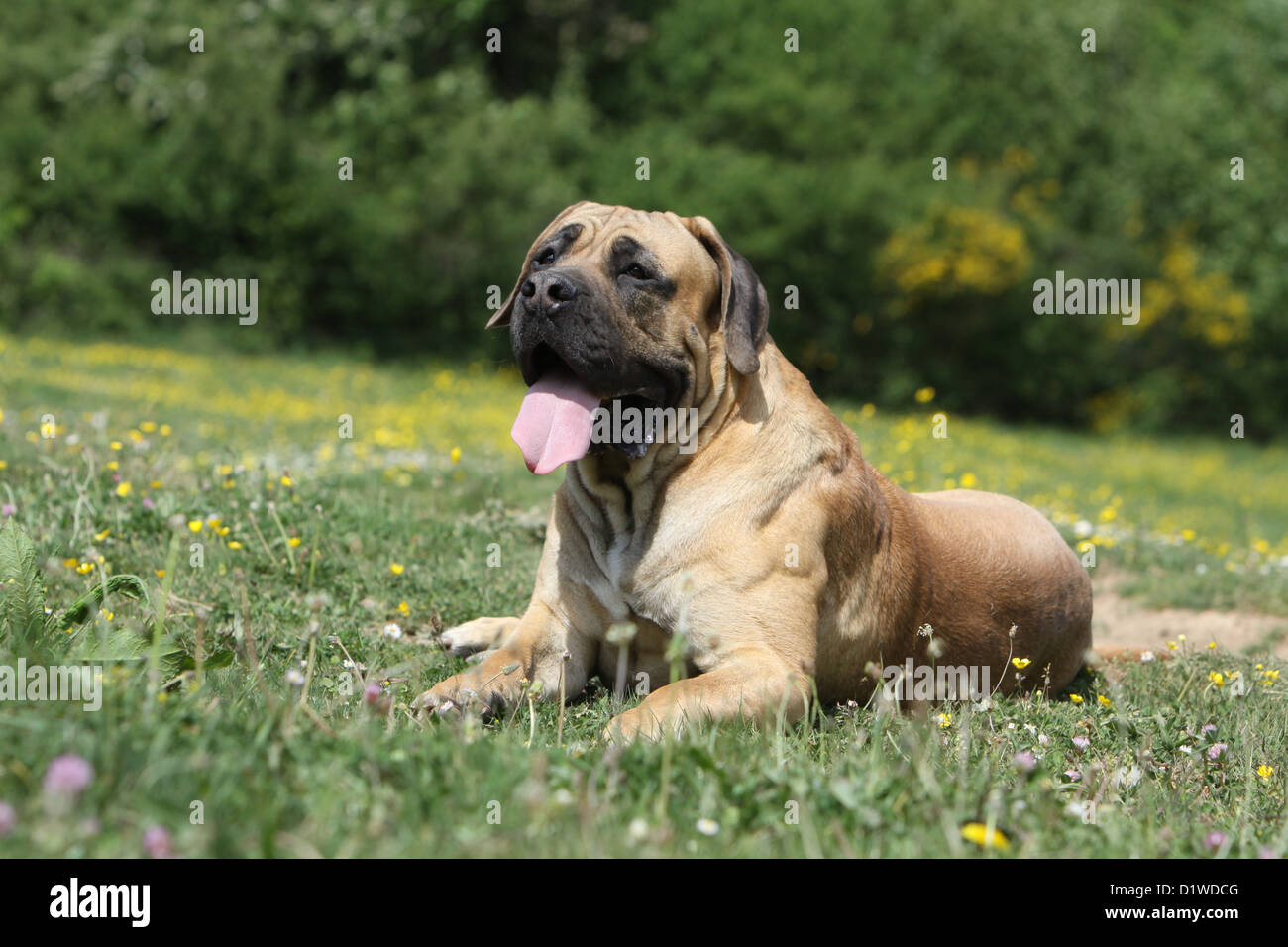 Dog Boerboel / Boerbull / South African Mastiff adult lying in a meadow ...