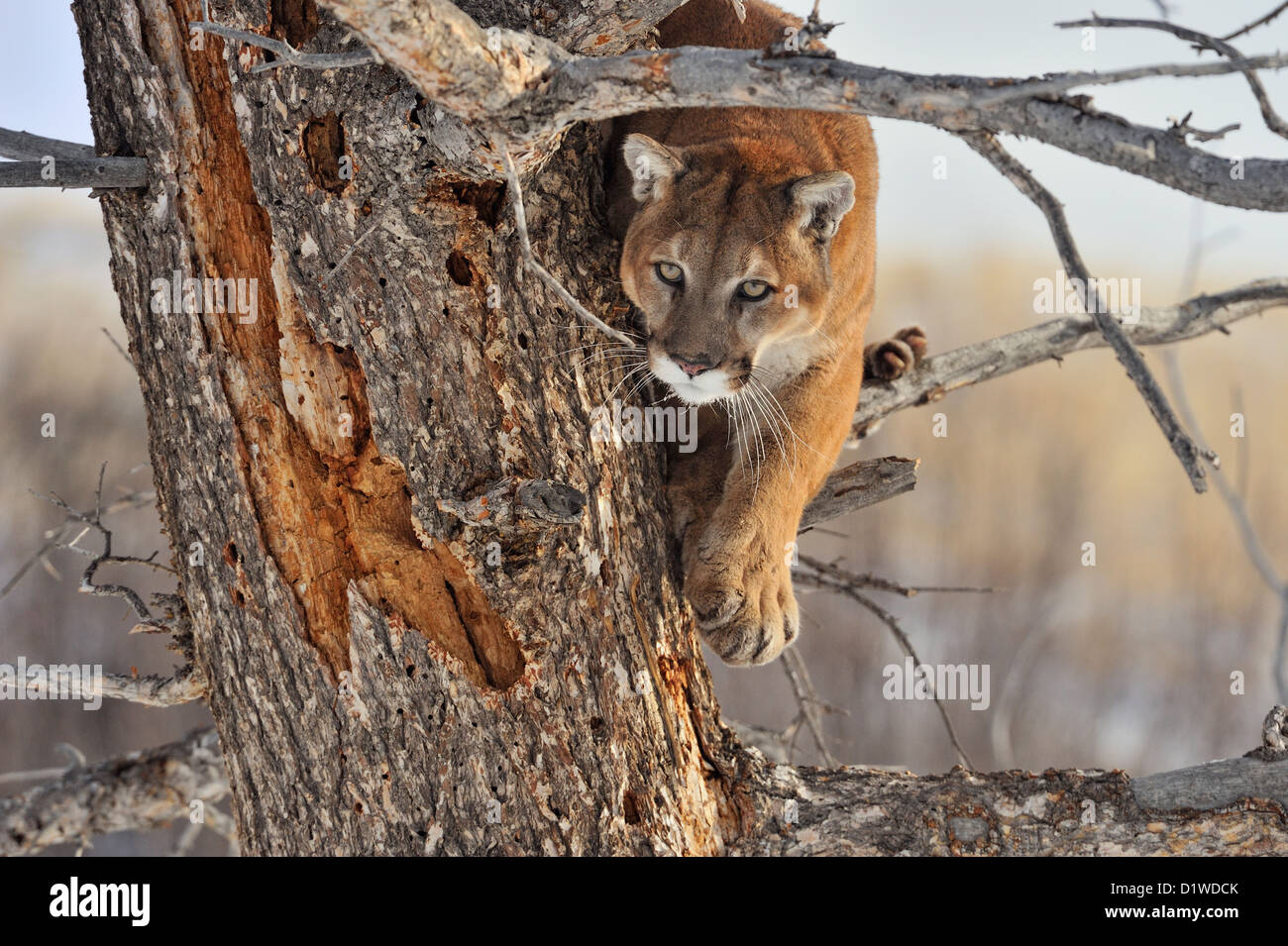 Cougar, Puma, Mountain lion (Puma concolor), captive raised specimen ...