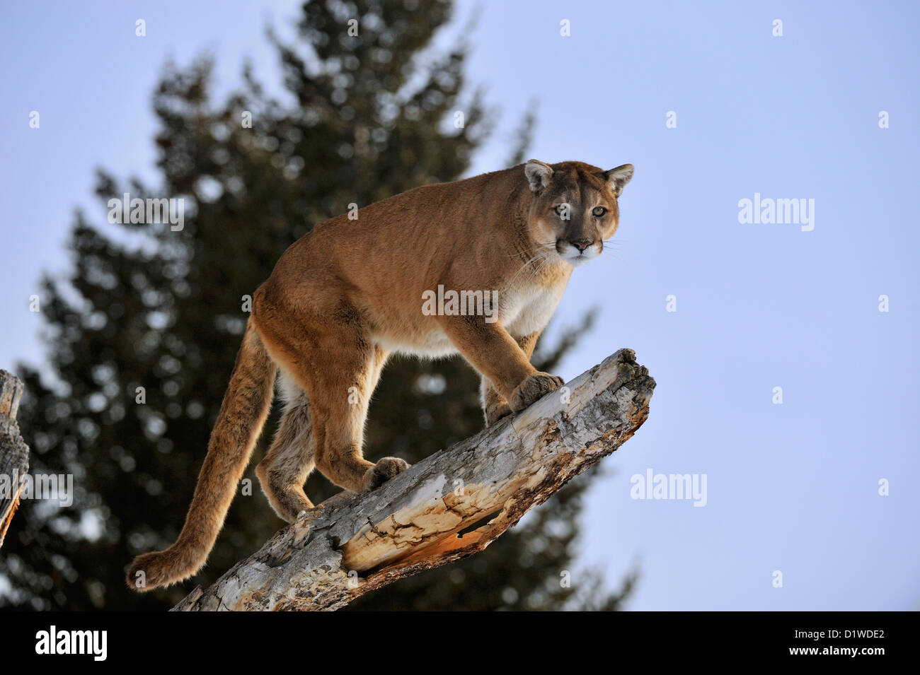 Cougar, Puma, Mountain lion (Puma concolor), captive raised specimen ...