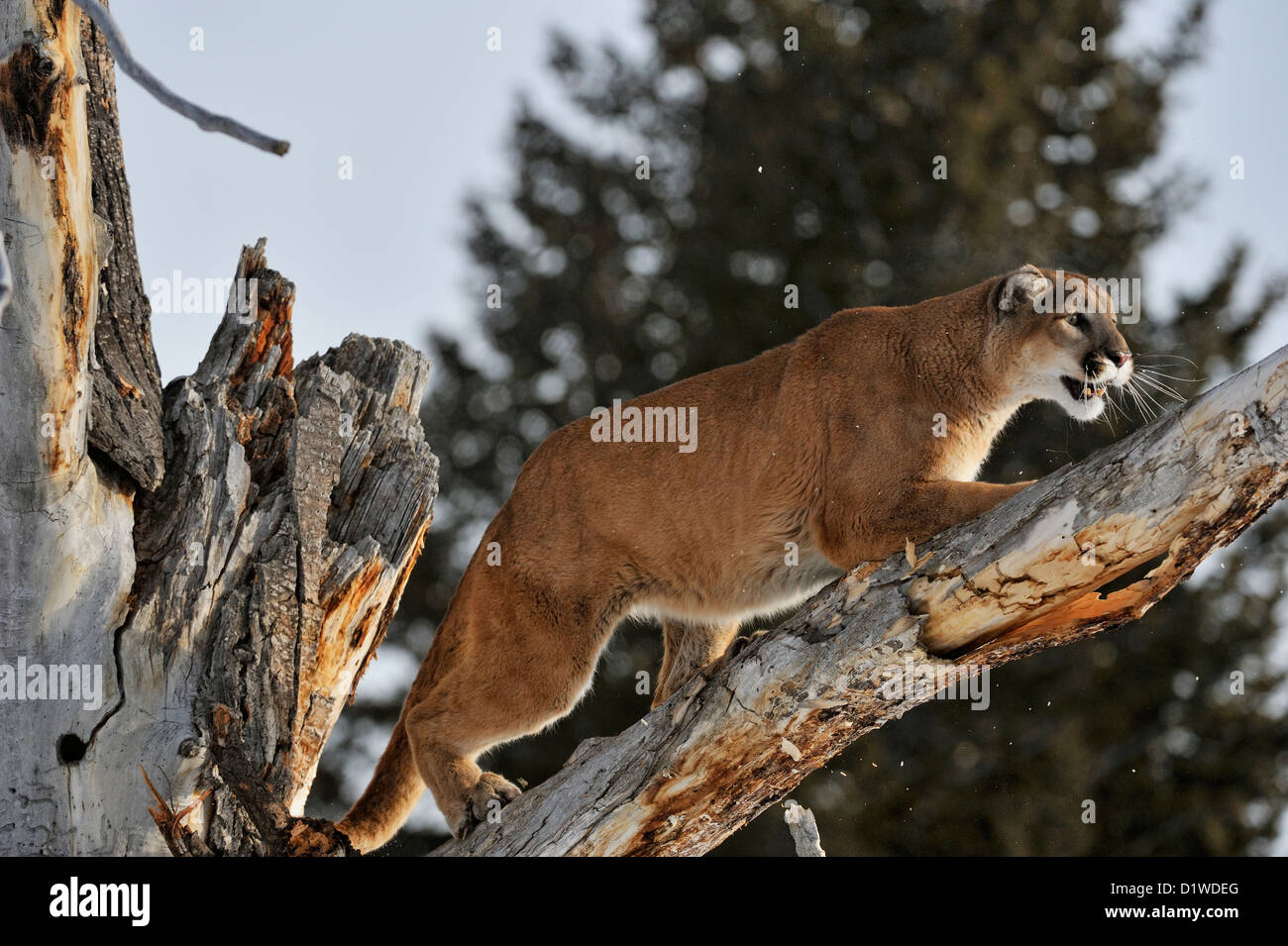 Cougar, Puma, Mountain lion (Puma concolor), captive raised specimen ...