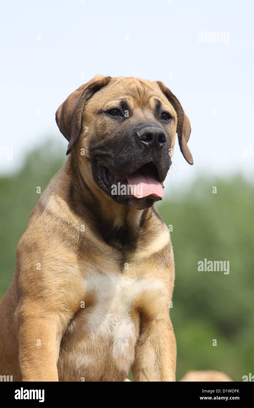 Dog Boerboel / Boerbull / South African Mastiff puppy portrait Stock ...