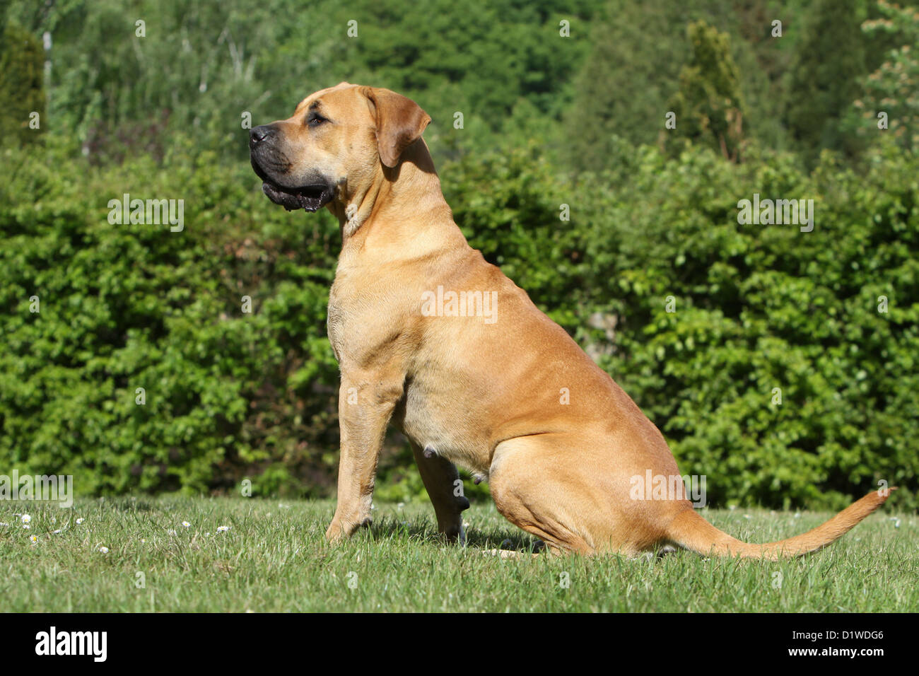 Dog Boerboel / Boerbull / South African Mastiff adult sitting in a ...