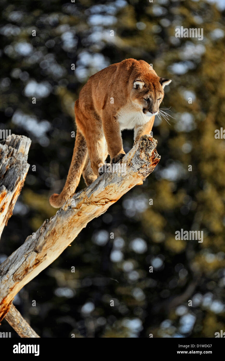 Cougar, Puma, Mountain lion (Puma concolor), captive raised specimen ...