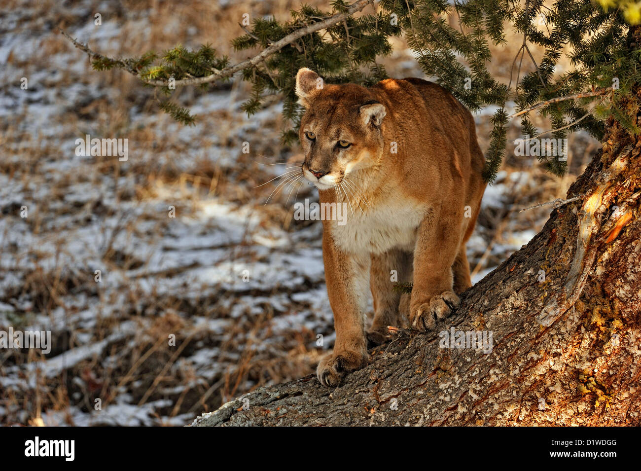 Cougar, Puma, Mountain lion (Puma concolor), captive raised specimen ...