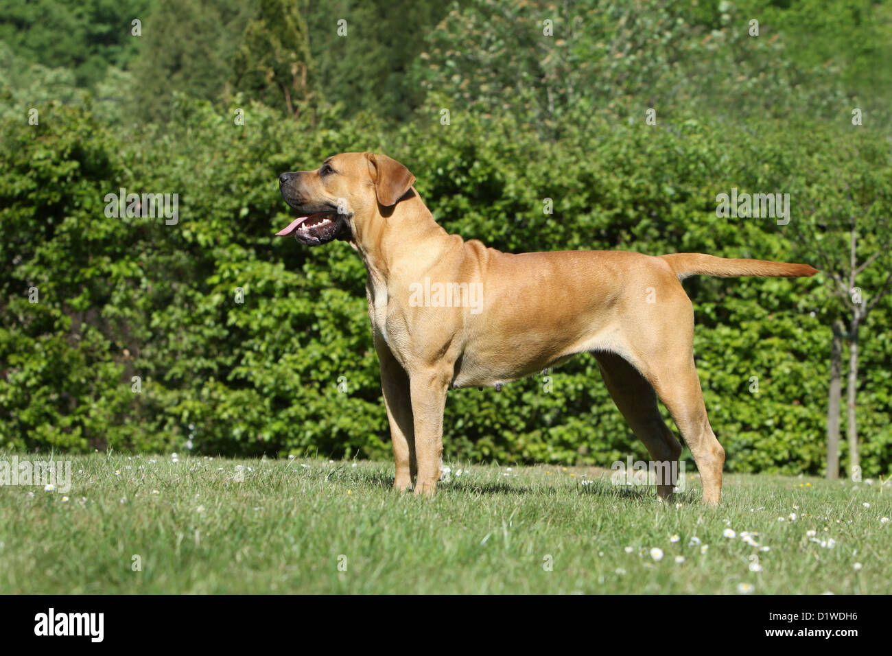 Dog Boerboel / Boerbull / South African Mastiff adult standing Stock ...