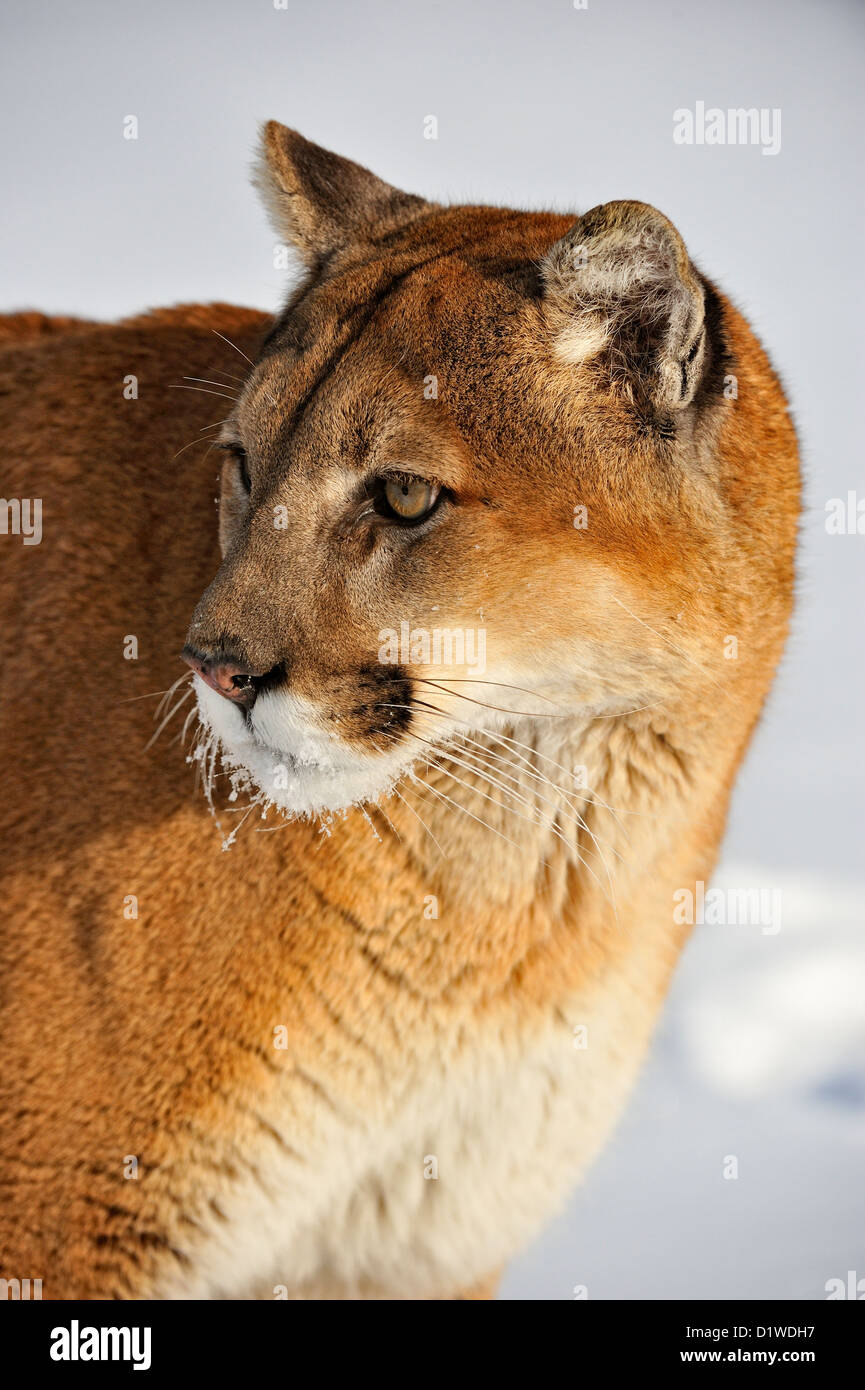 Cougar, Puma, Mountain lion (Puma concolor), captive raised specimen ...